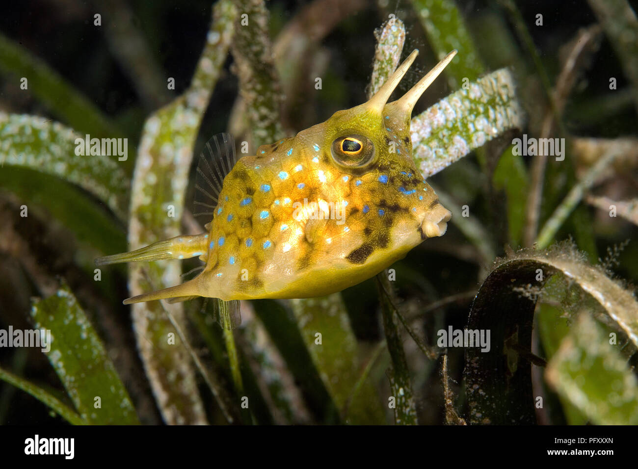 Lactoria Cornuta Stock Photos & Lactoria Cornuta Stock Images - Alamy