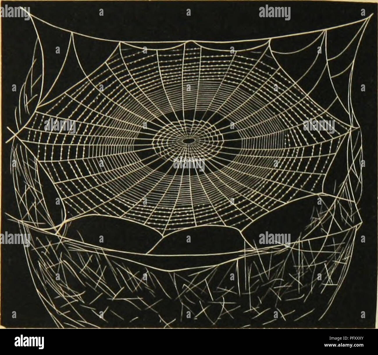 This work explores the natural history of orb-weaving spiders in the ...