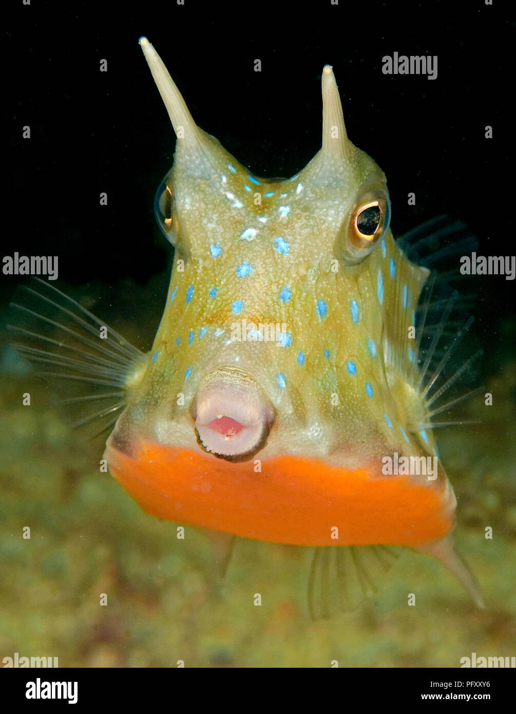Lactoria Cornuta Stock Photos & Lactoria Cornuta Stock Images - Alamy