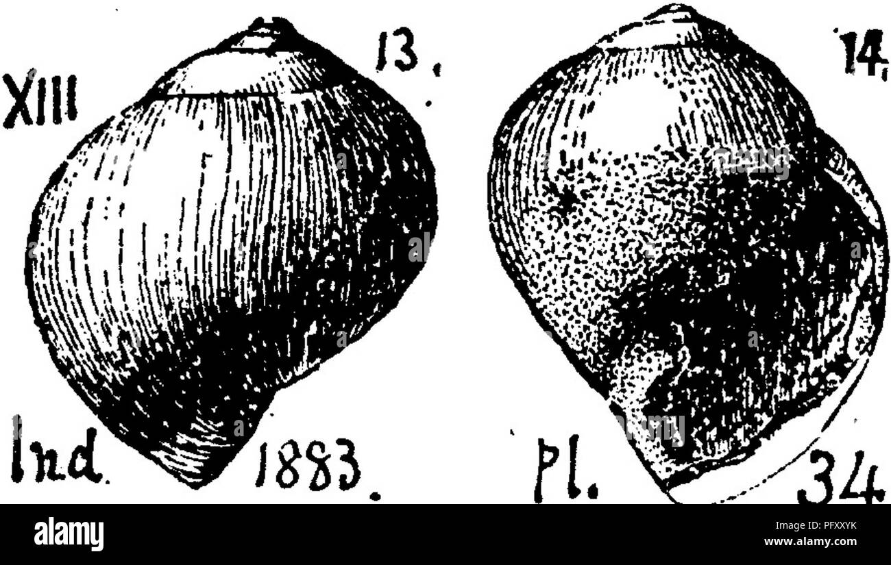 Shell fossil in texas Black and White Stock Photos & Images - Alamy