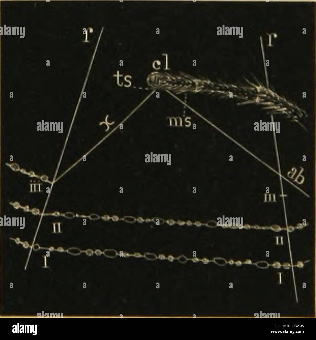 Intricate structures of spiders hi-res stock photography and images - Alamy