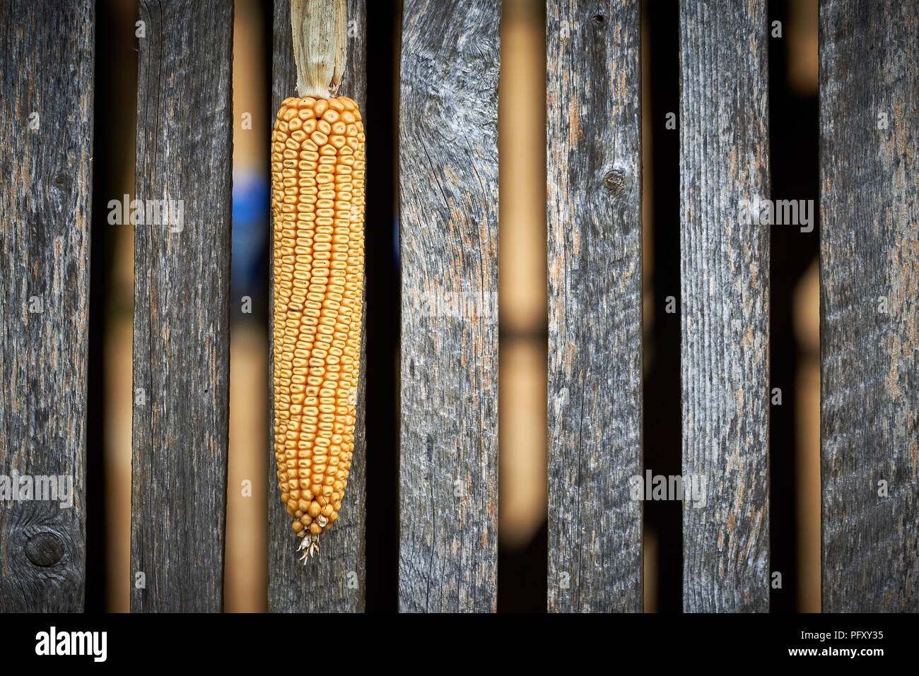 Corn hanging on fence Stock Photo - Alamy