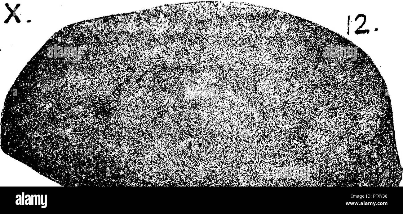 This dictionary catalogs the fossil species discovered in Pennsylvania ...