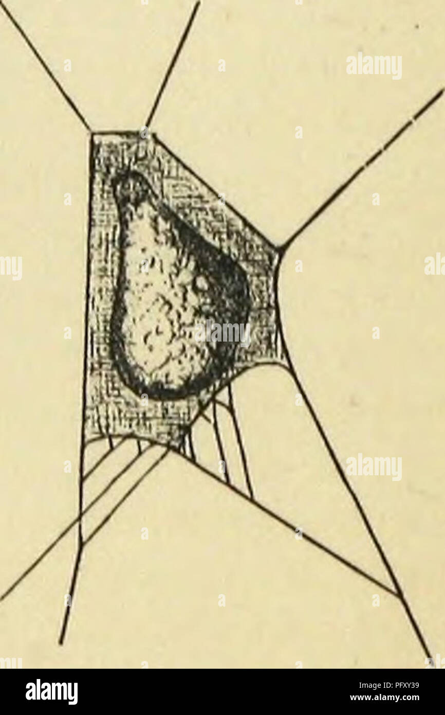 This work focuses on the orb-weaving spiders of the United States ...
