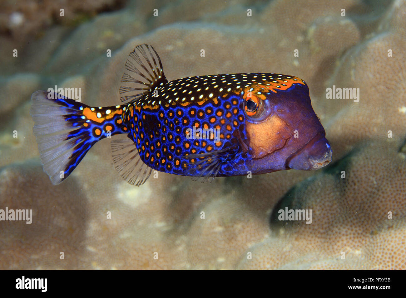 Whitespotted Boxfish High Resolution Stock Photography and Images - Alamy