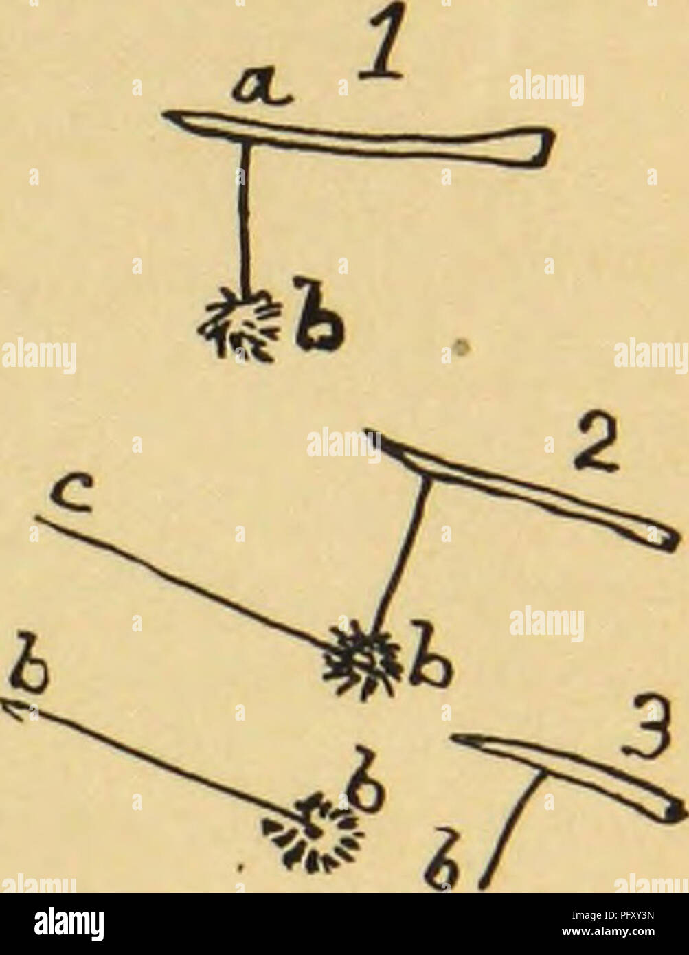 This image comes from a natural history of orb-weaving spiders ...