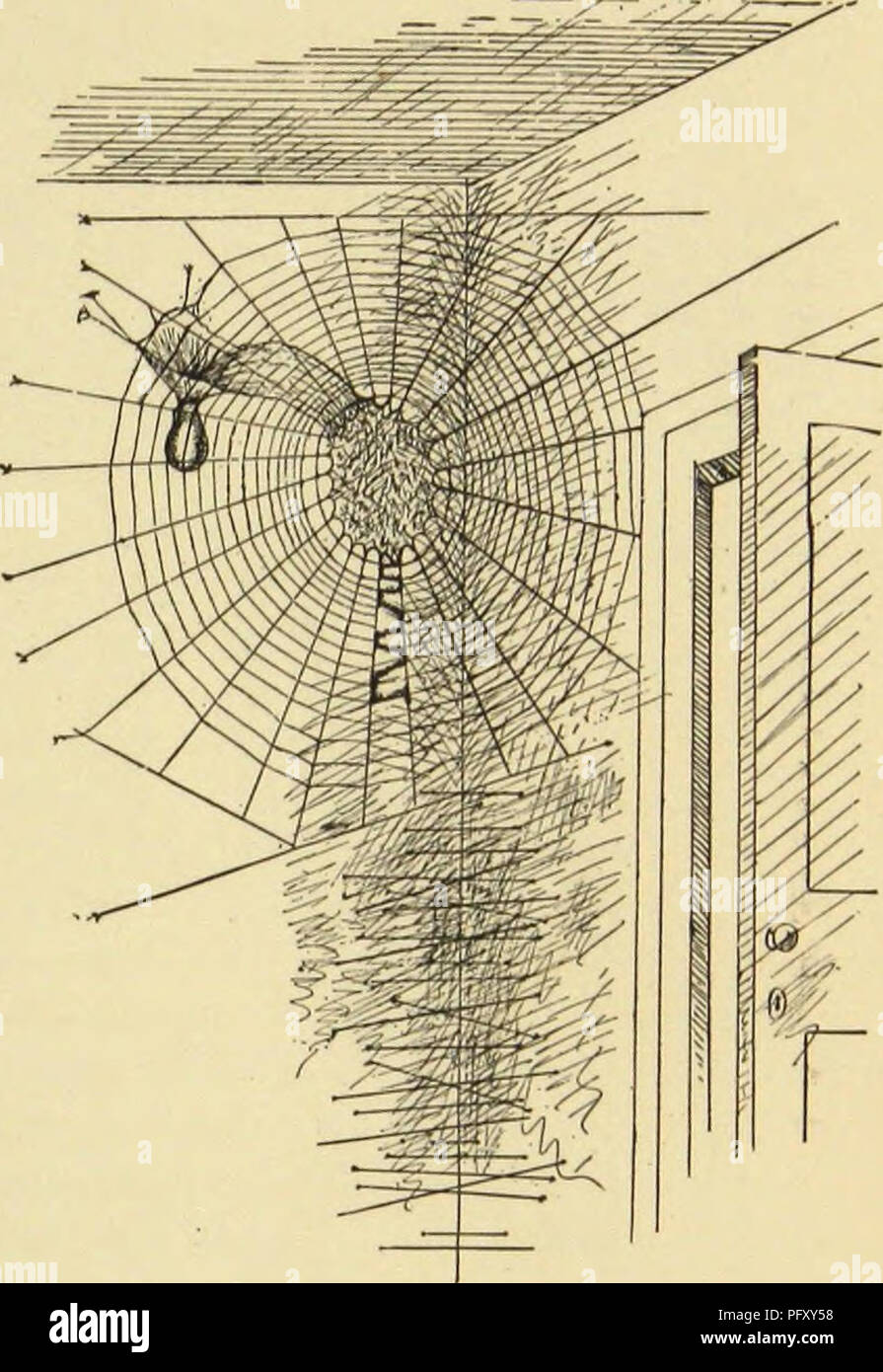 This work provides a detailed look into the orbweaving spiders of the ...