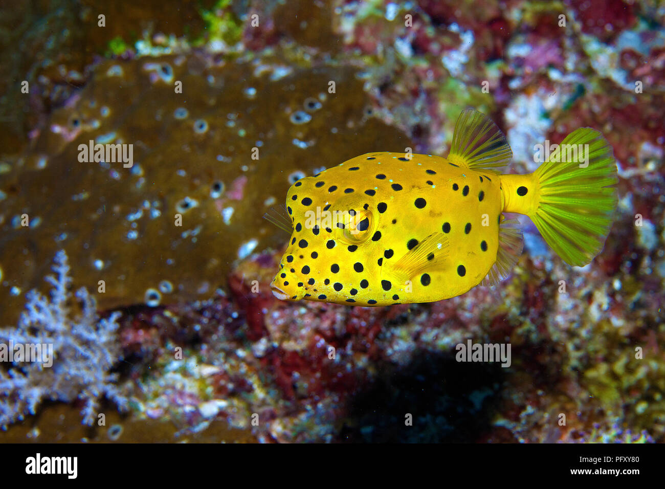 Yellow Boxfish High Resolution Stock Photography and Images - Alamy