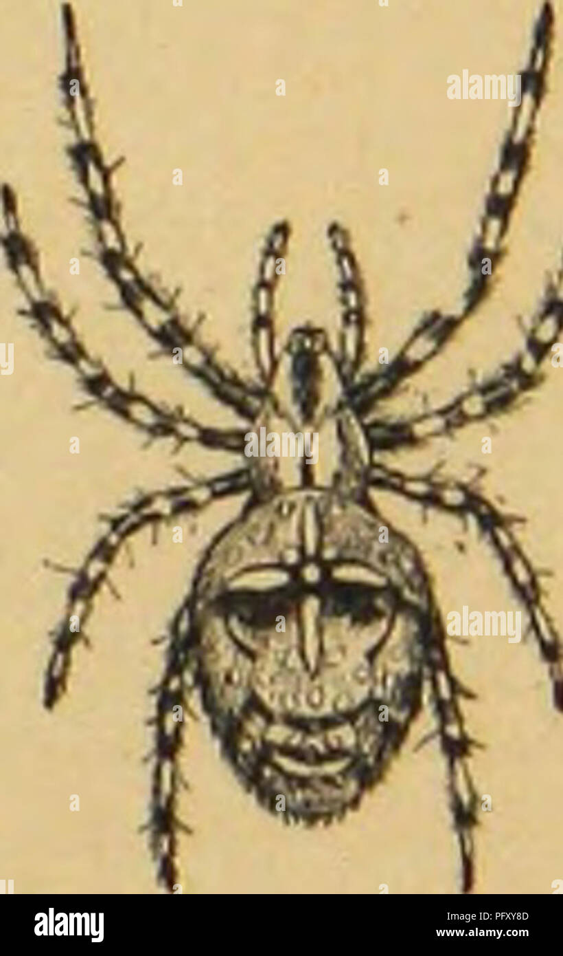 This section examines the spinning organs of orb-weaving spiders ...