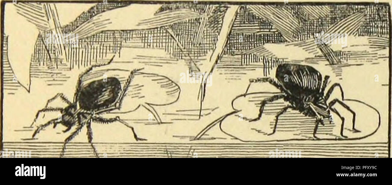 This image shows an orb-weaving spider performing its spinning work ...