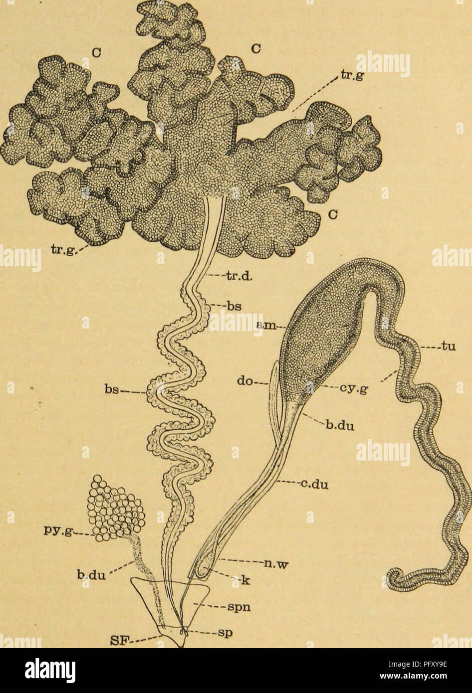 Excretory ducts hi-res stock photography and images - Alamy