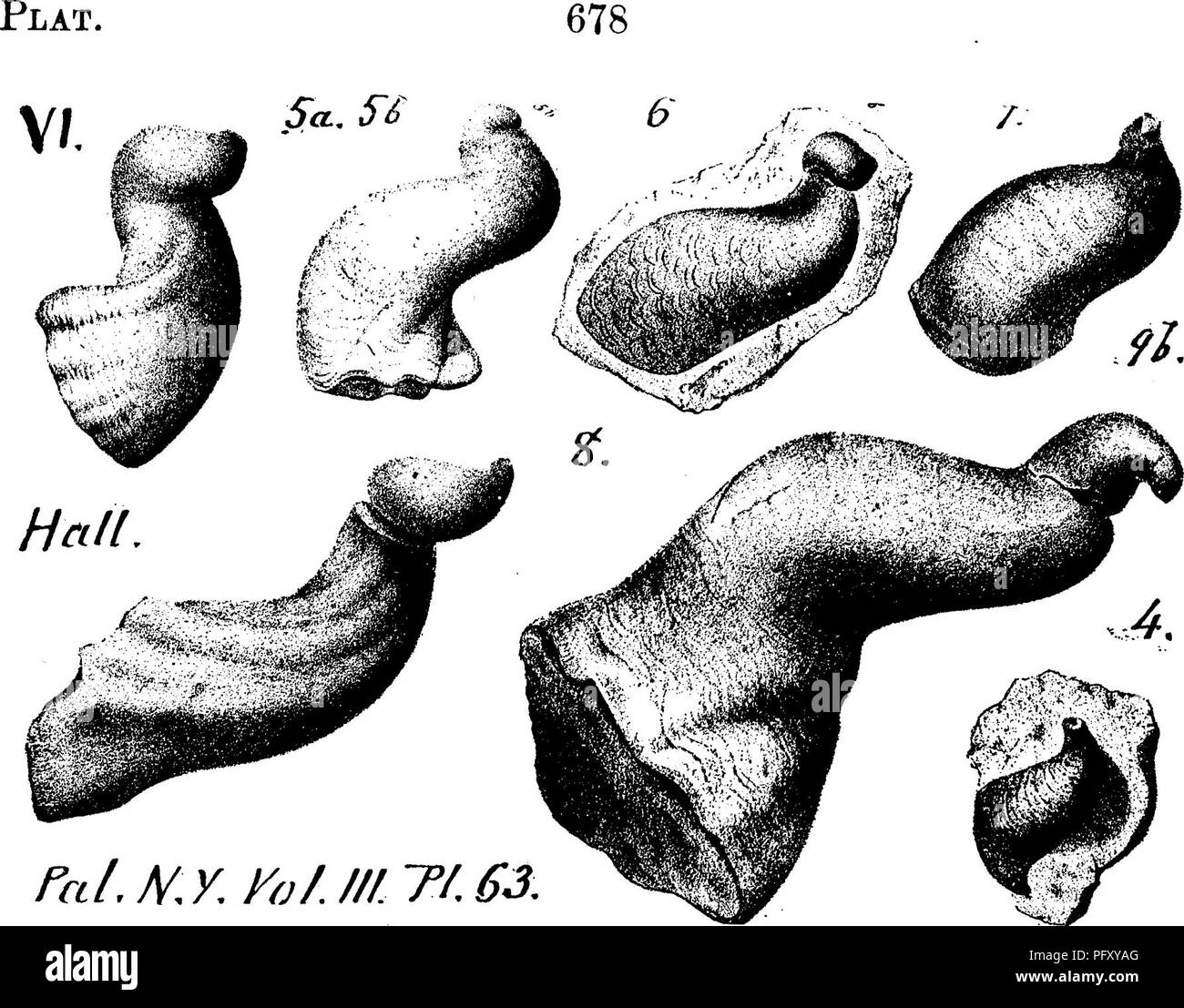 Shell fossils strata Black and White Stock Photos & Images - Alamy