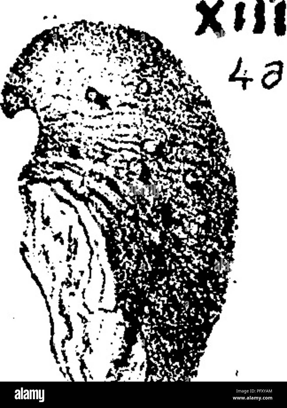 Shaley High Resolution Stock Photography and Images - Alamy