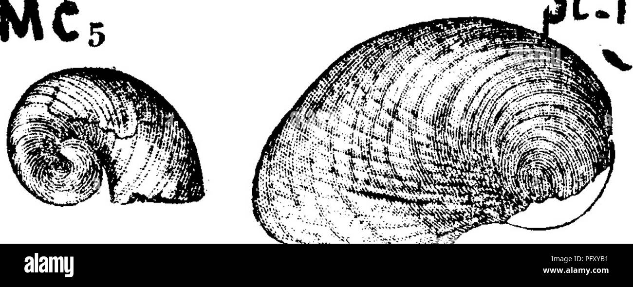 A catalog detailing the fossils found in Pennsylvania and surrounding ...