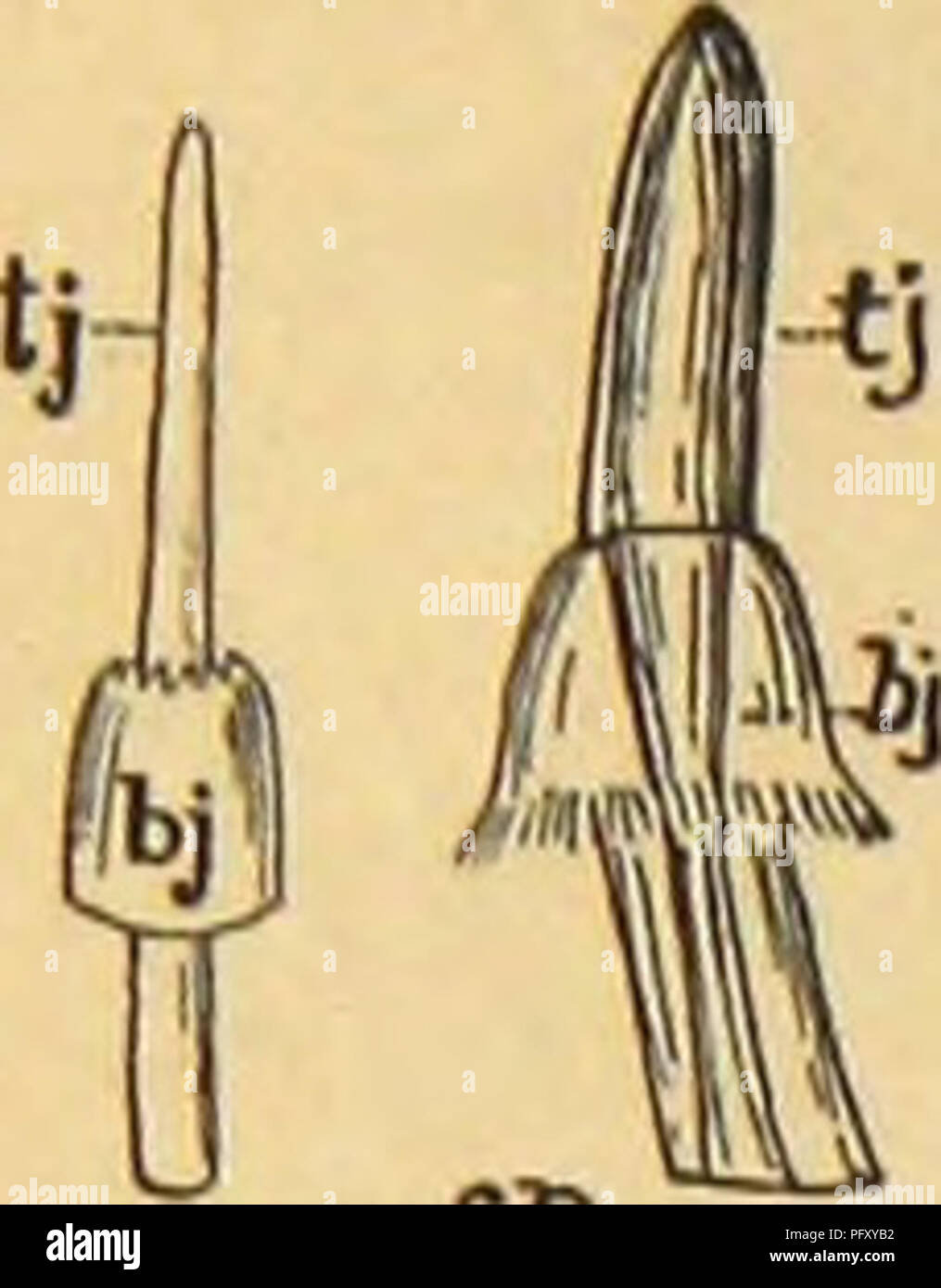 This work provides an in-depth look at the orb-weaving spiders of the ...