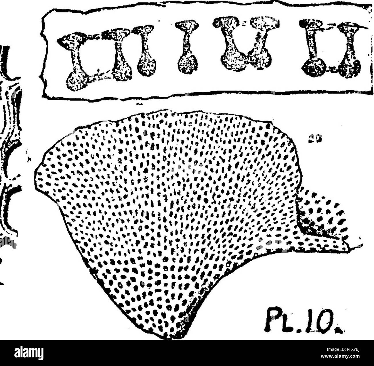 This image shows a fossil description of Fenestella ambigua, a bryozoan ...