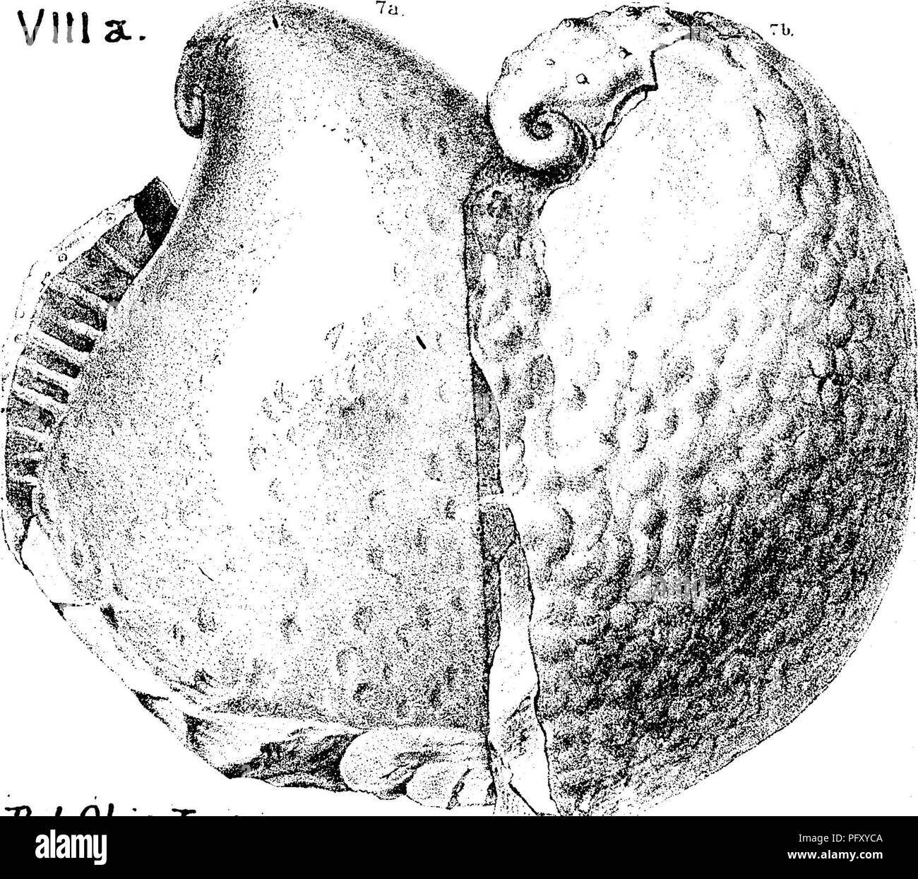 This fossil dictionary presents detailed descriptions of fossils from ...