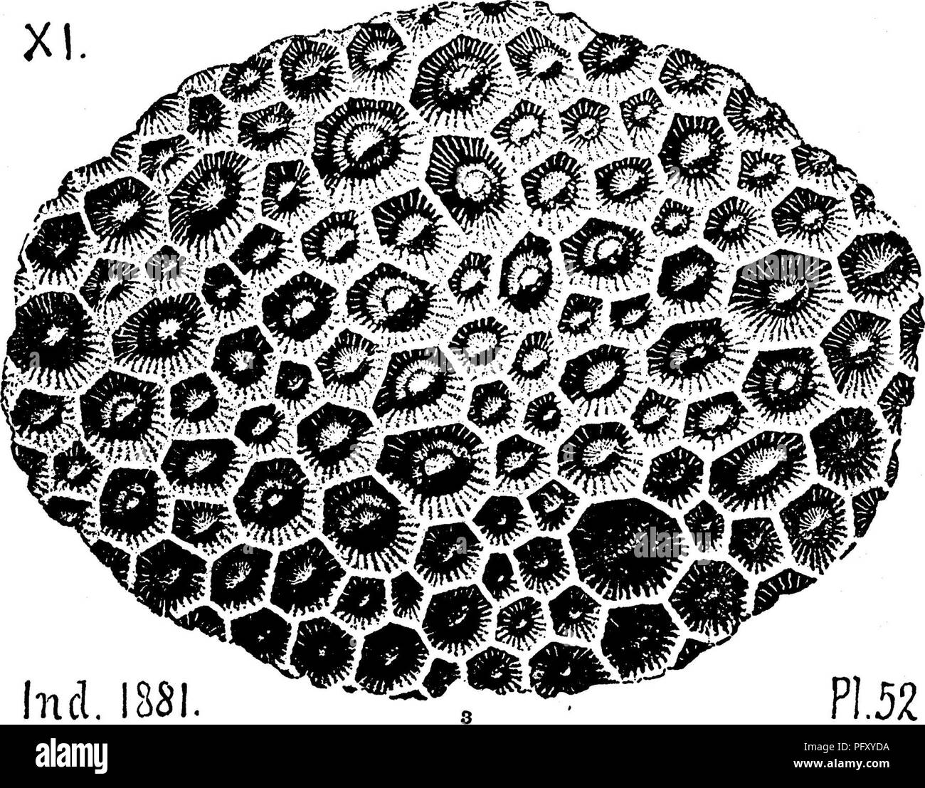 This dictionary provides detailed descriptions of fossils found in ...