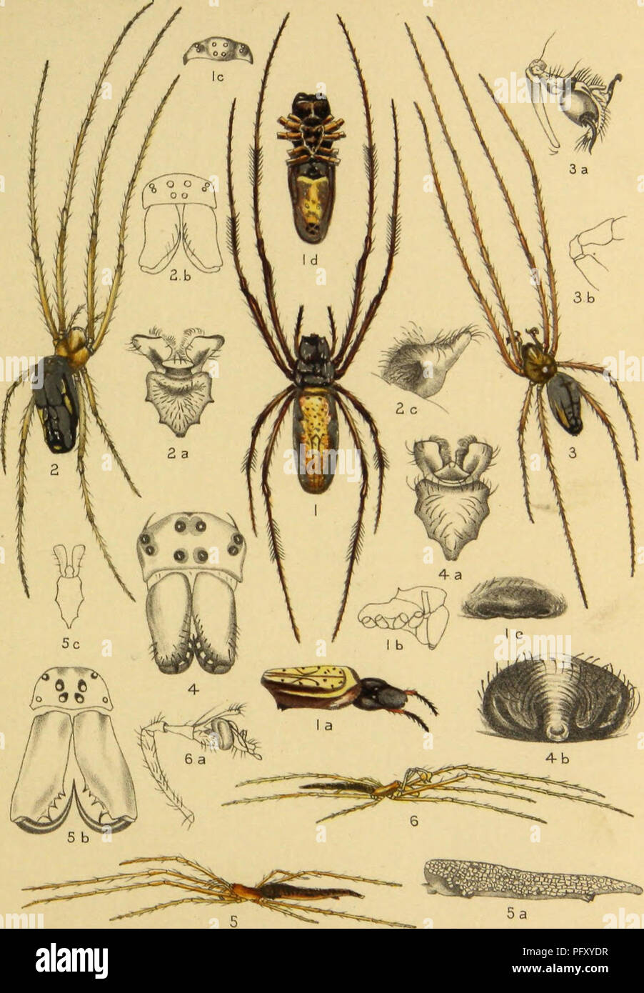 This volume explores the orb-weaving spiders of the U.S., focusing on ...