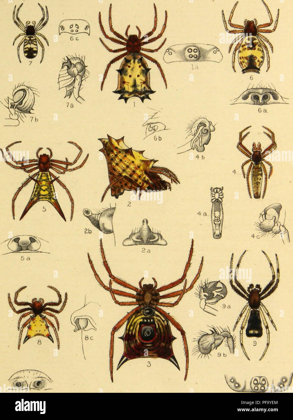 This work explores the orb-weaving spiders of the United States ...