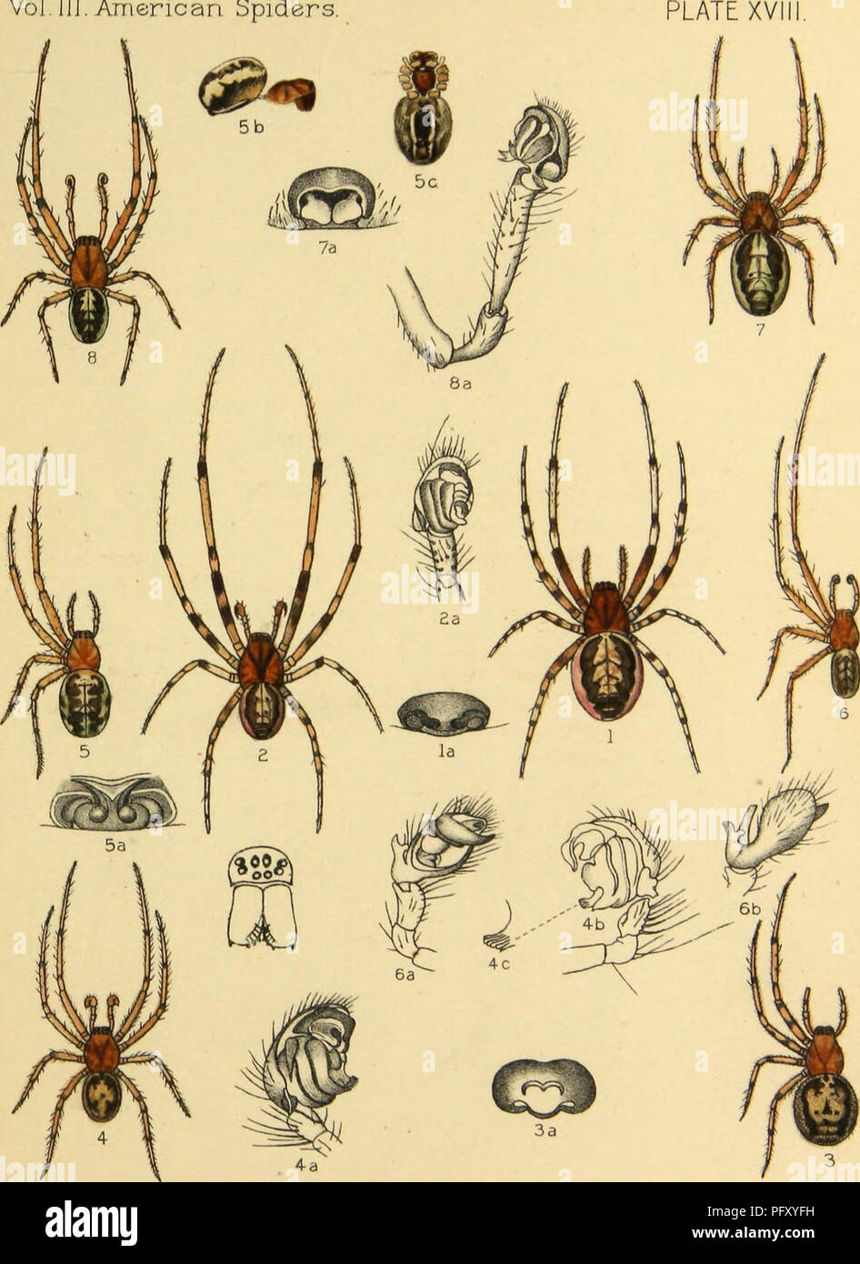 This volume provides a detailed study of orb-weaving spiders in the U.S ...
