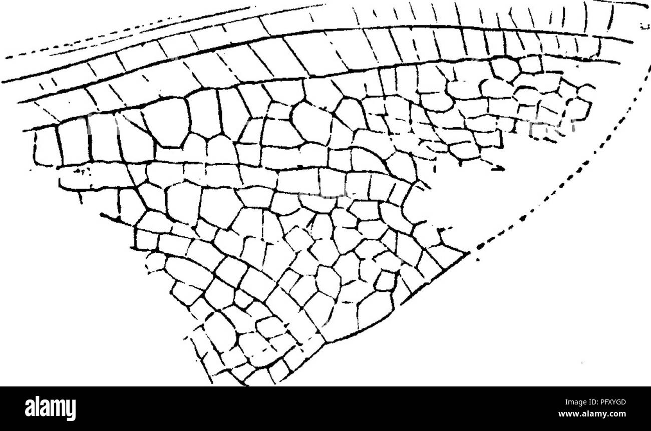 Devonian period insects hi-res stock photography and images - Alamy