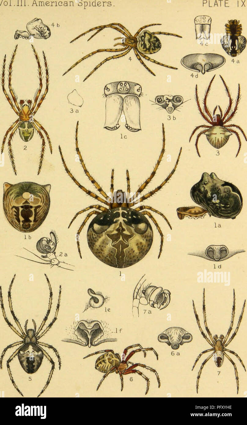 This book focuses on the orb-weaving spiders of the United States ...