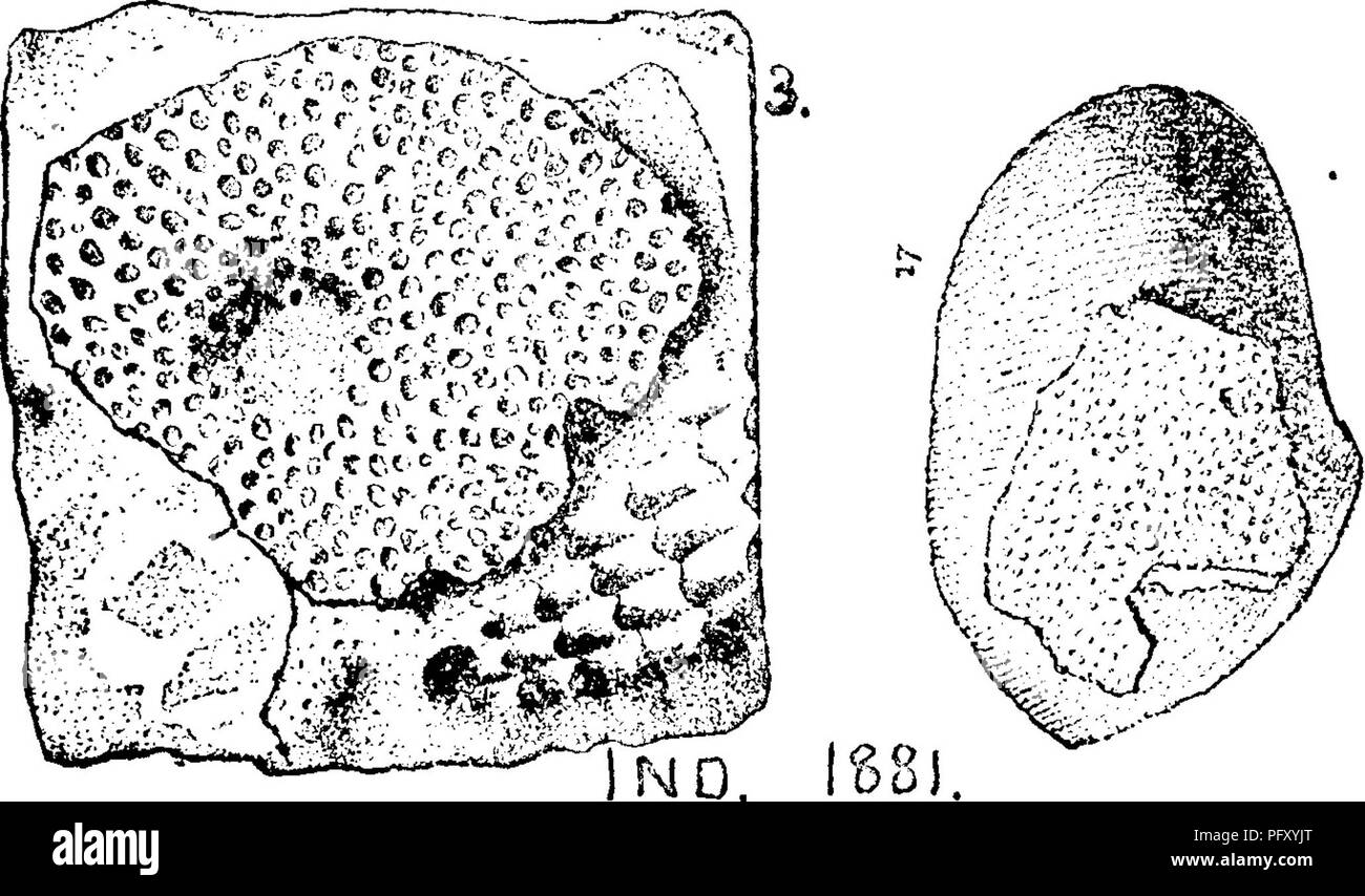 Including fossil morphology Black and White Stock Photos & Images - Alamy
