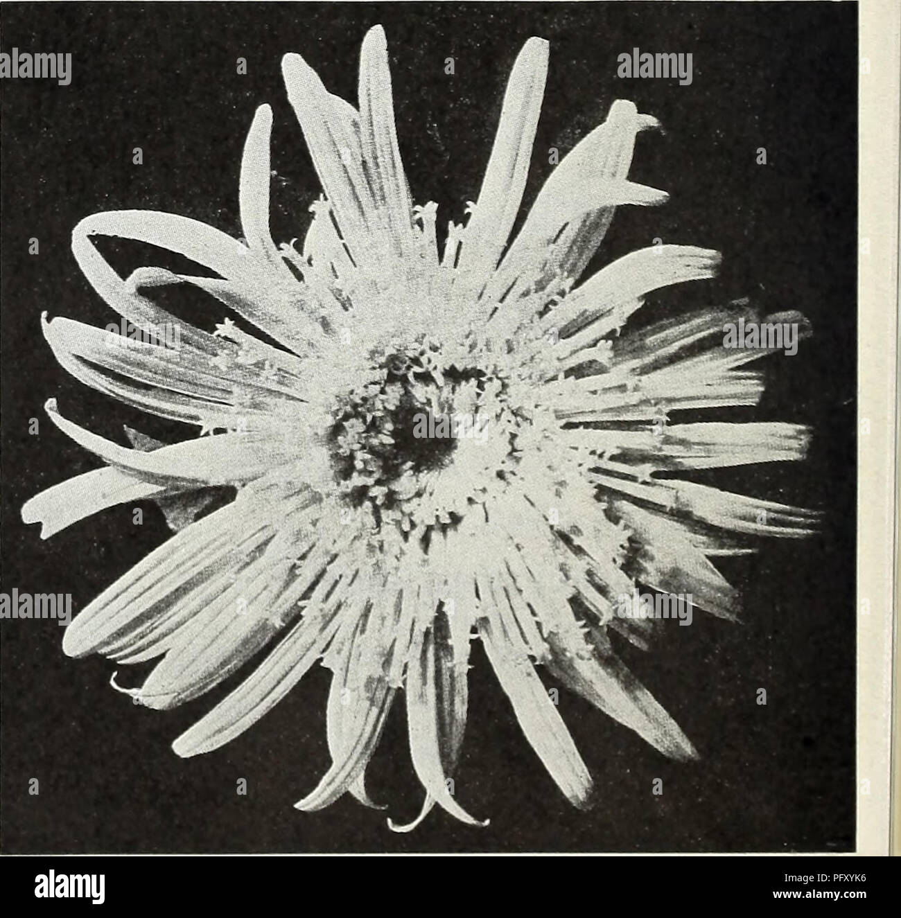 This 62nd annual gardening catalog from Currie's provides a range of ...