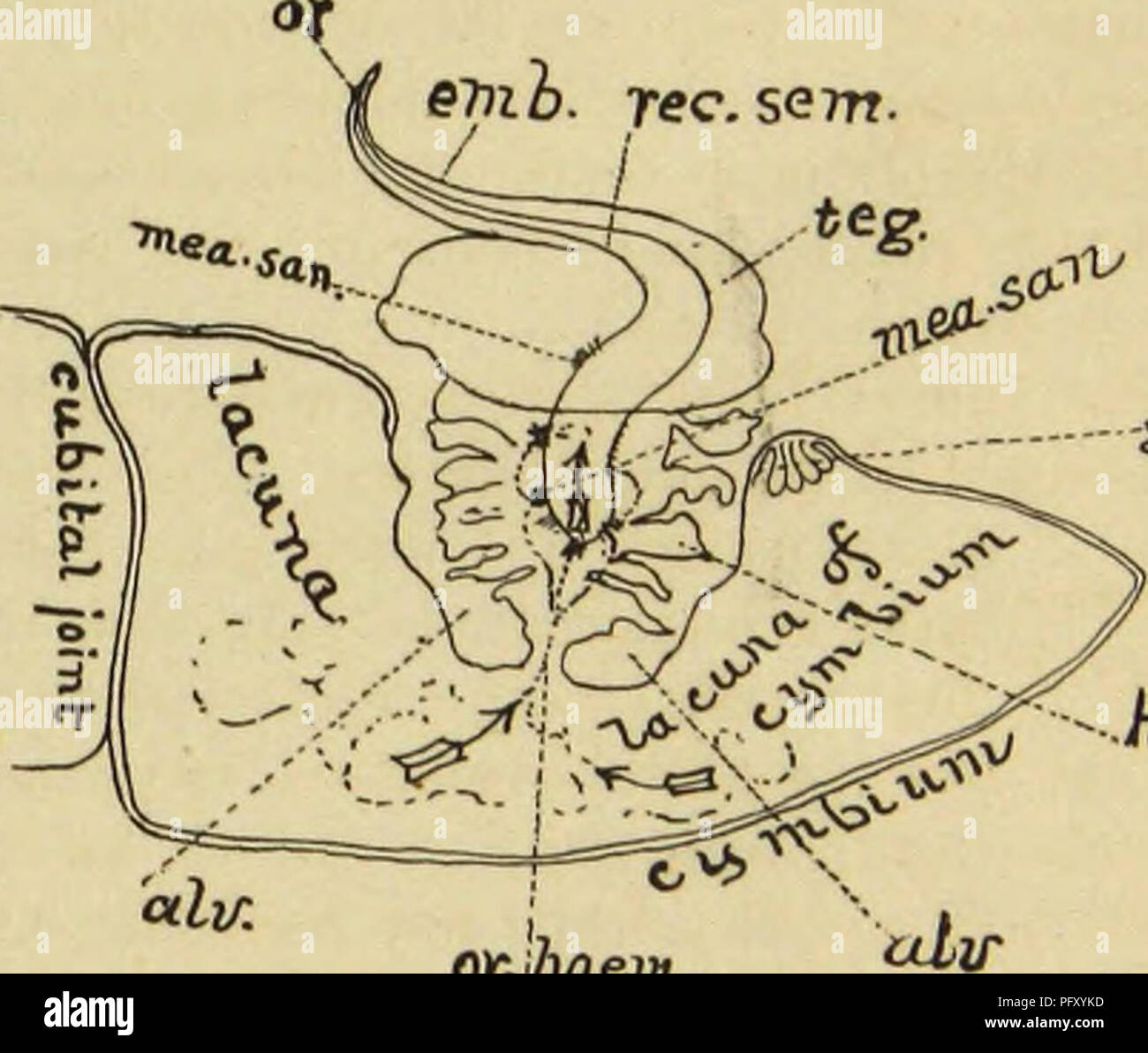 This illustration from the work on American orbweaving spiders offers ...