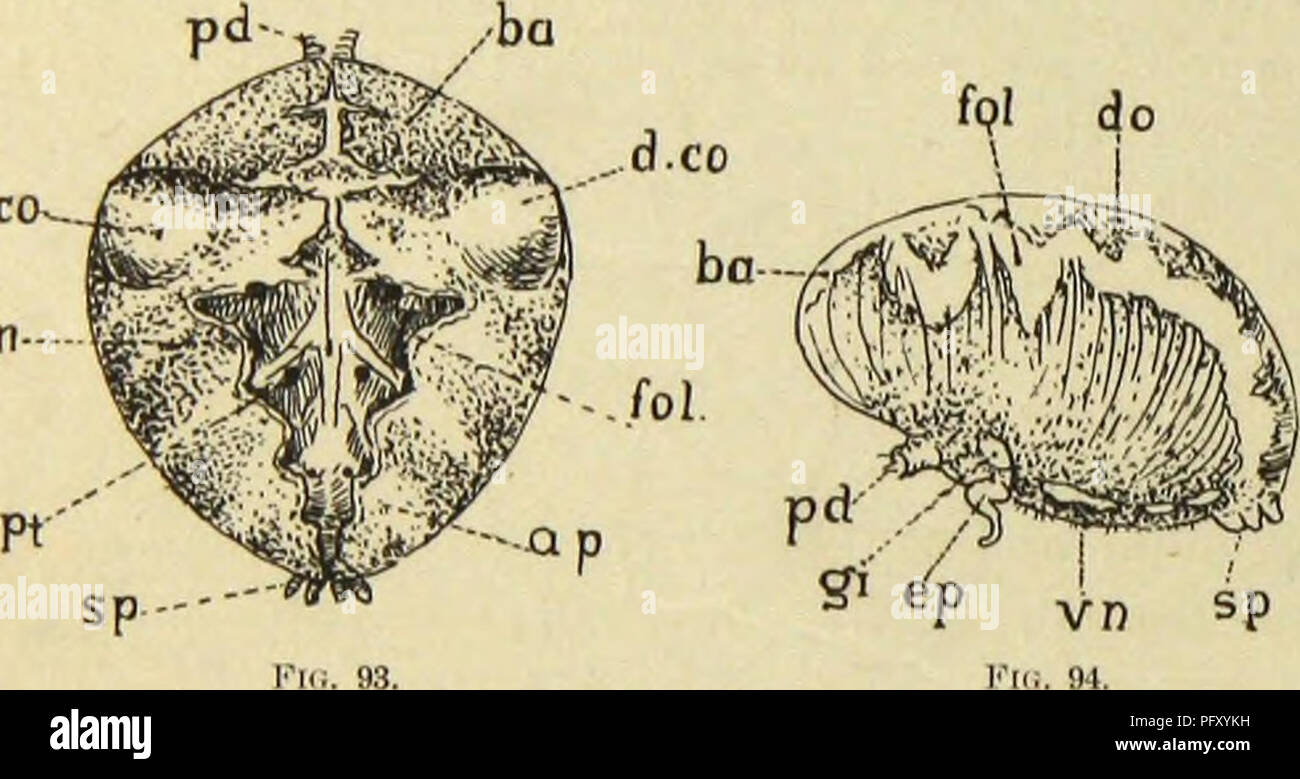 This work details the orb-weaving spiders of the United States ...
