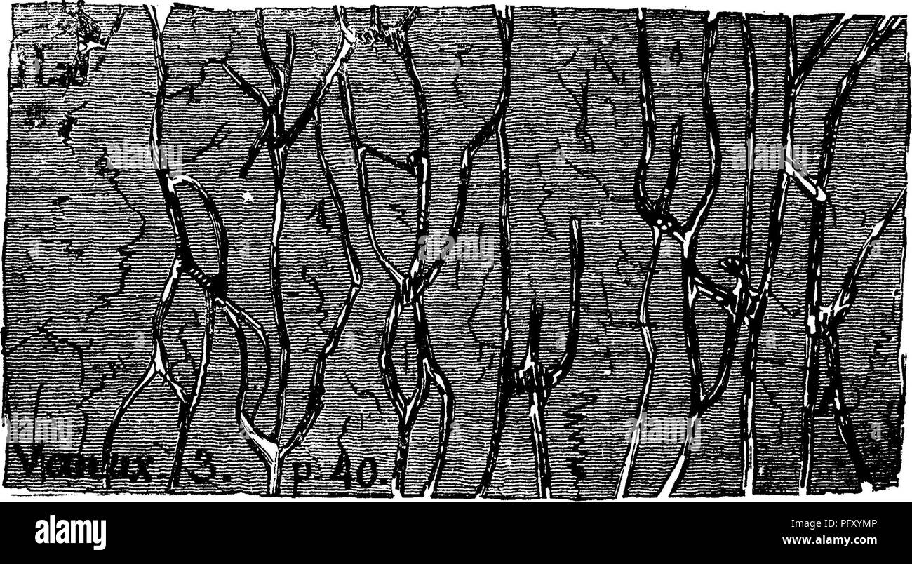 This paleontological image provides details of fossils from ...