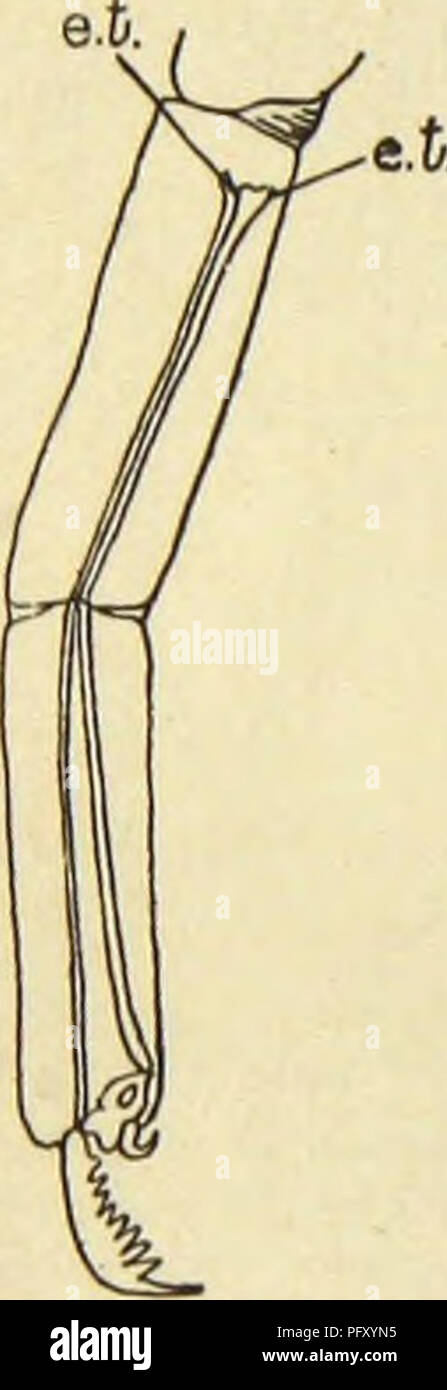 . American spiders and their spinning work. A natural history of the ...