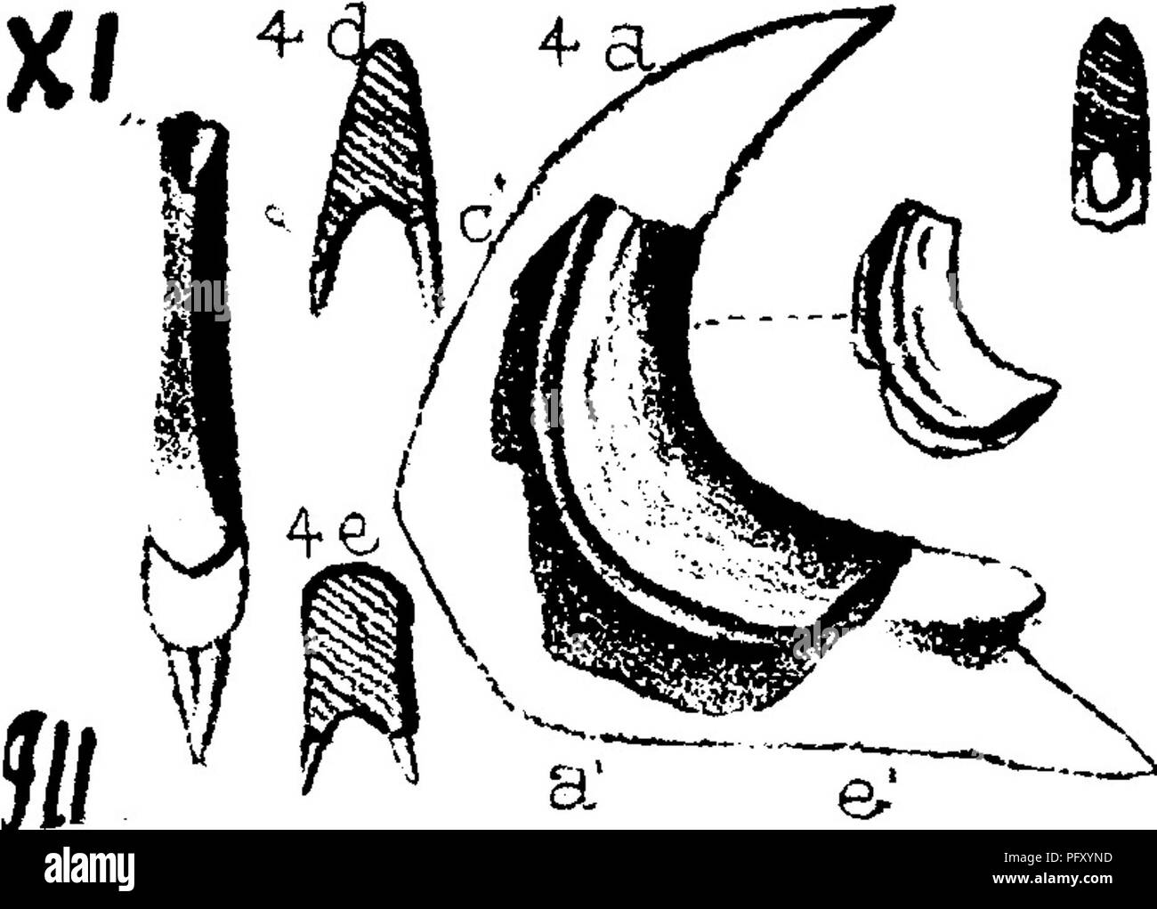 This dictionary provides detailed descriptions of fossils found in ...