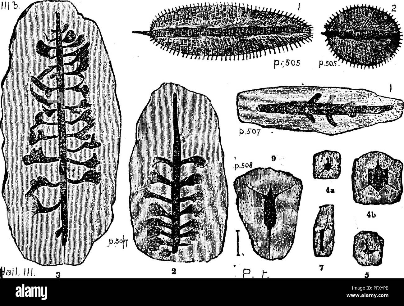 Graptolites hi-res stock photography and images - Alamy