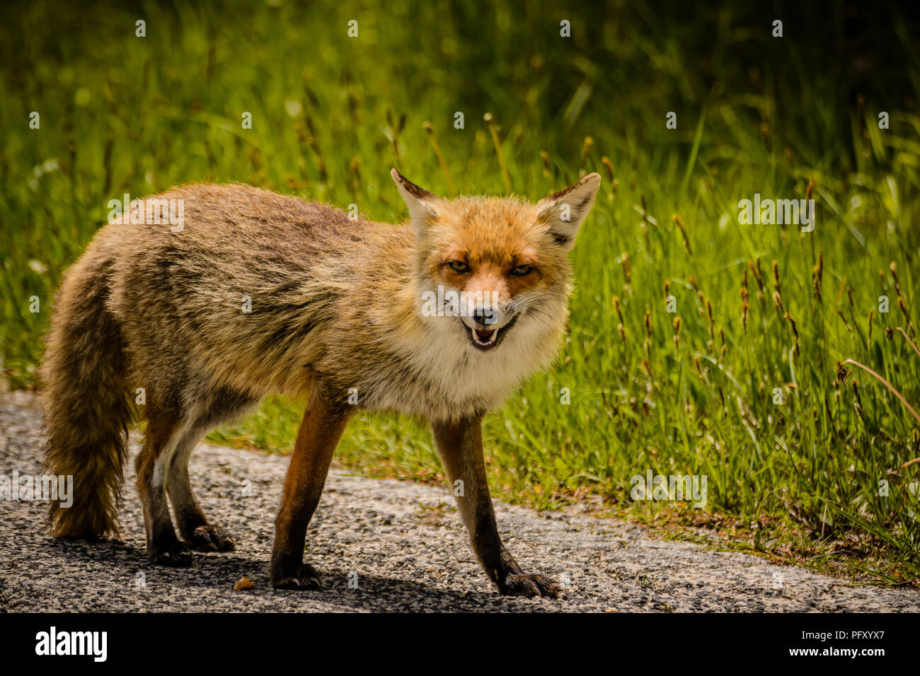 a smart fox looking for food Stock Photo - Alamy