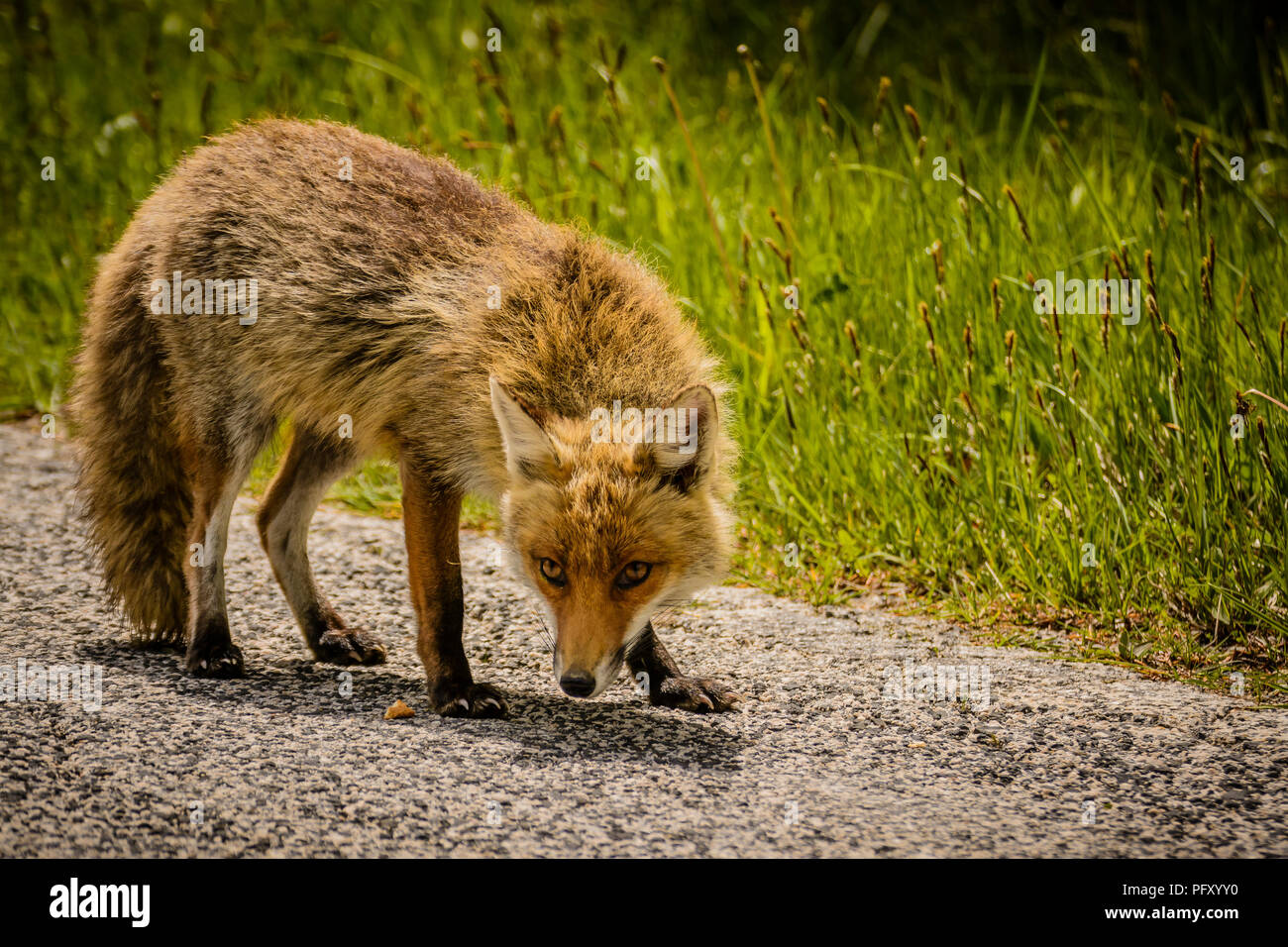 a smart fox looking for food Stock Photo - Alamy