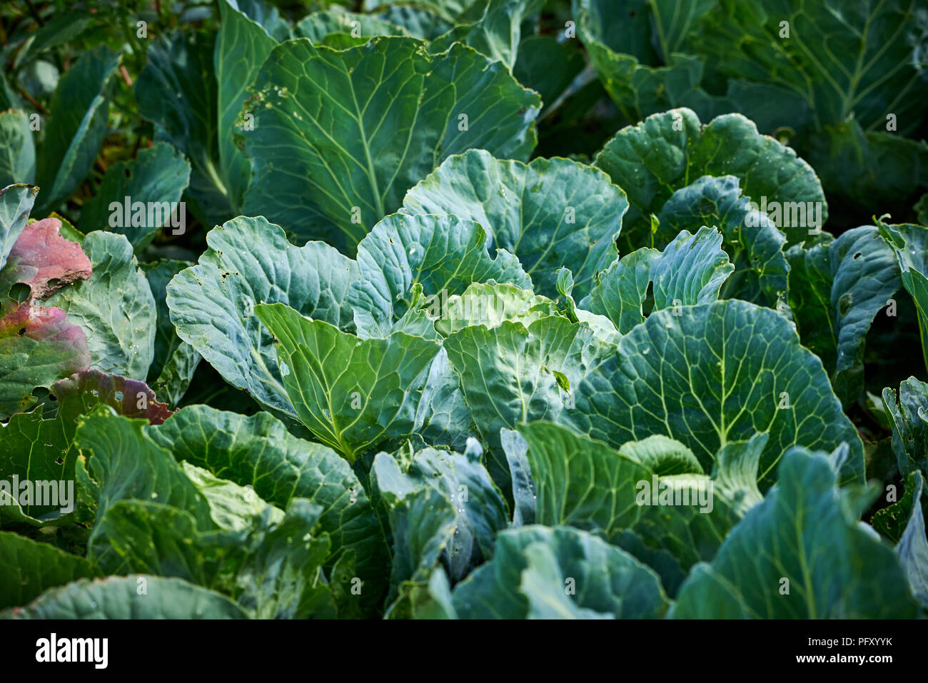 Cabbage tree blossom cabbage tree blossom hi-res stock photography and ...