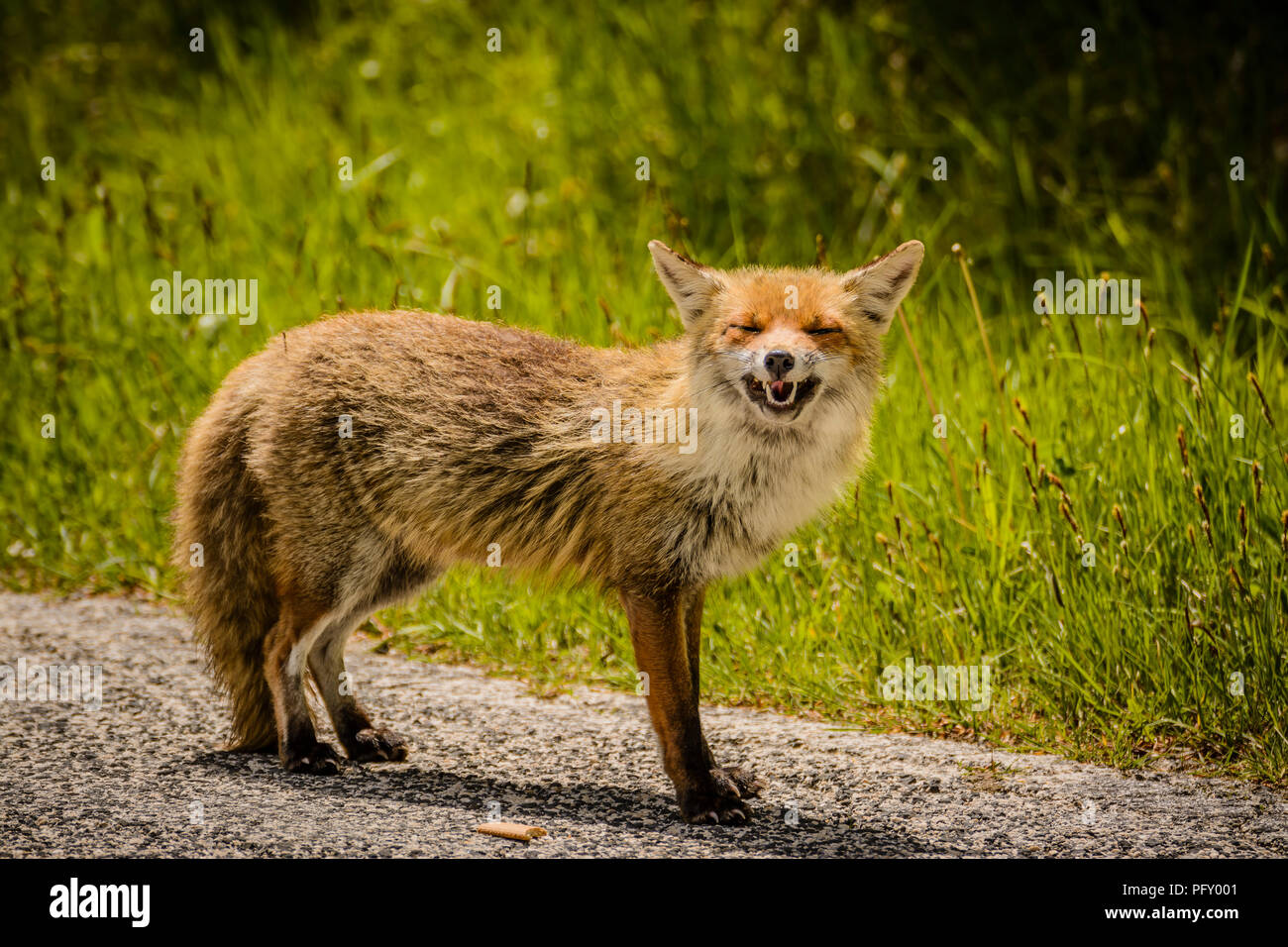 a smart fox looking for food Stock Photo - Alamy