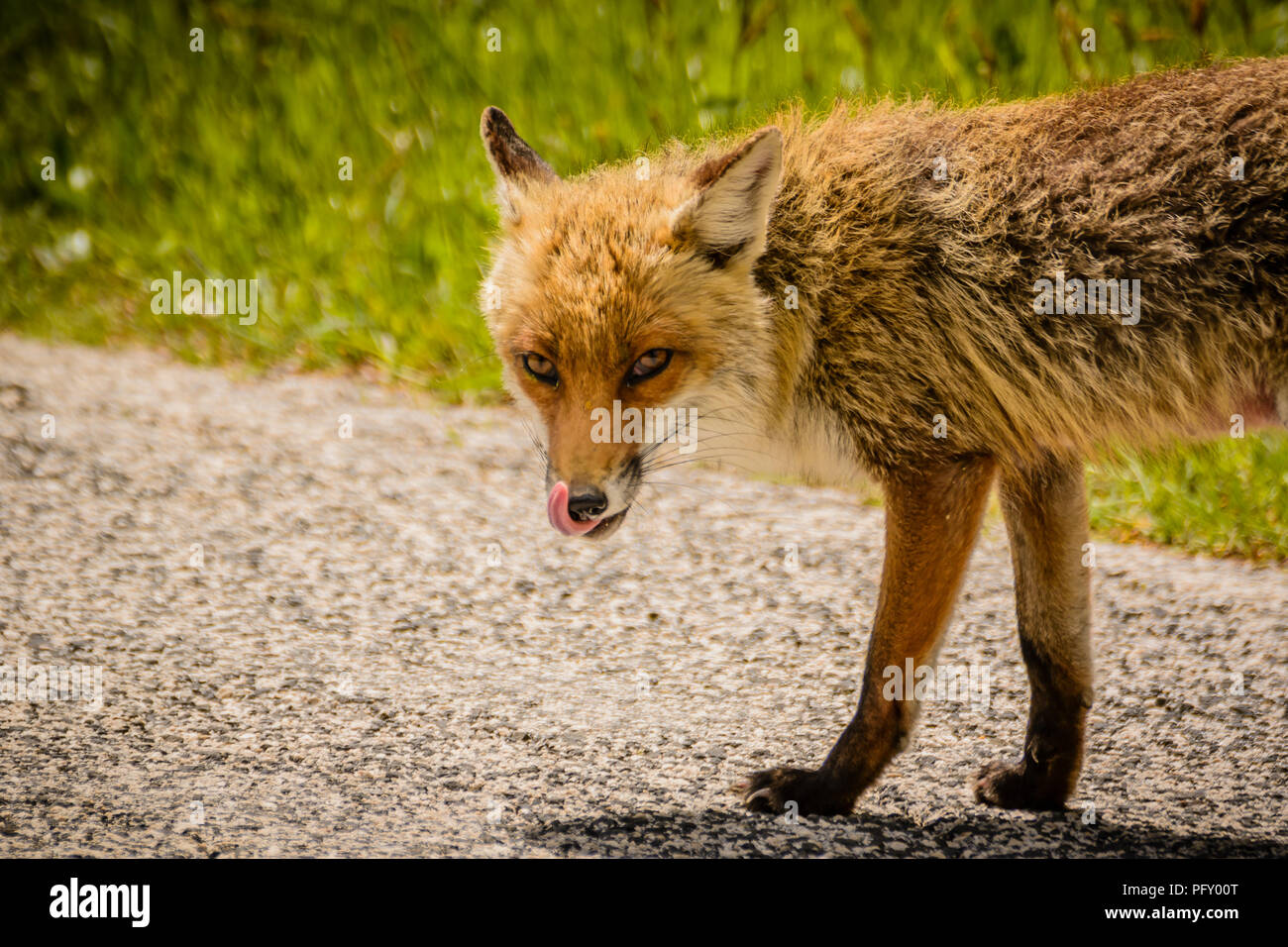 a smart fox looking for food Stock Photo - Alamy