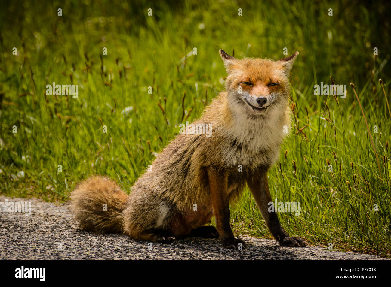 Smart animal hi-res stock photography and images - Alamy