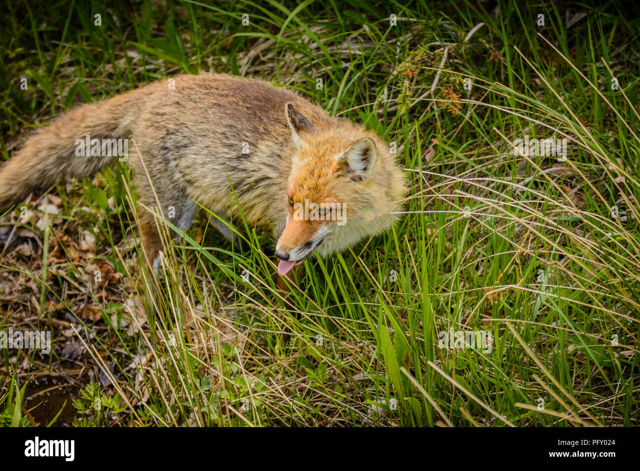 a smart fox looking for food Stock Photo - Alamy