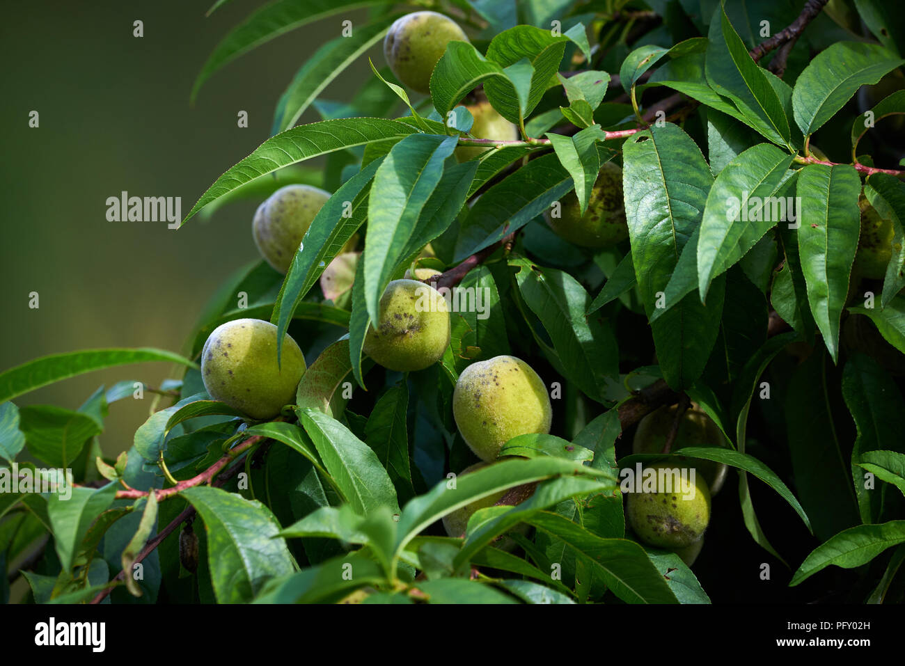 Peach (Prunus persica) in tree Stock Photo - Alamy