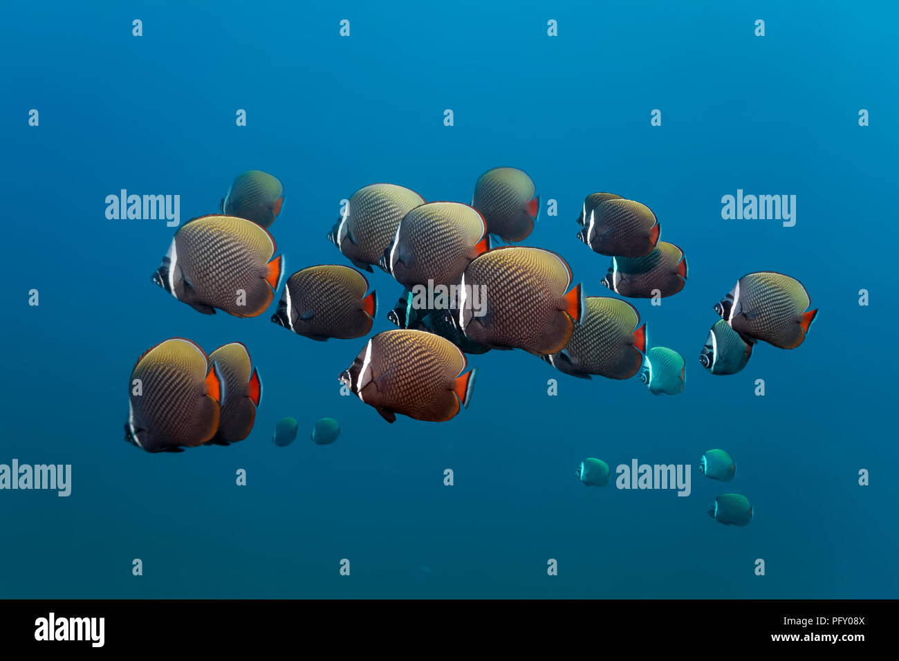 Swarm Red-tailed butterflyfishes (Chaetodon collare), swimming in blue ...