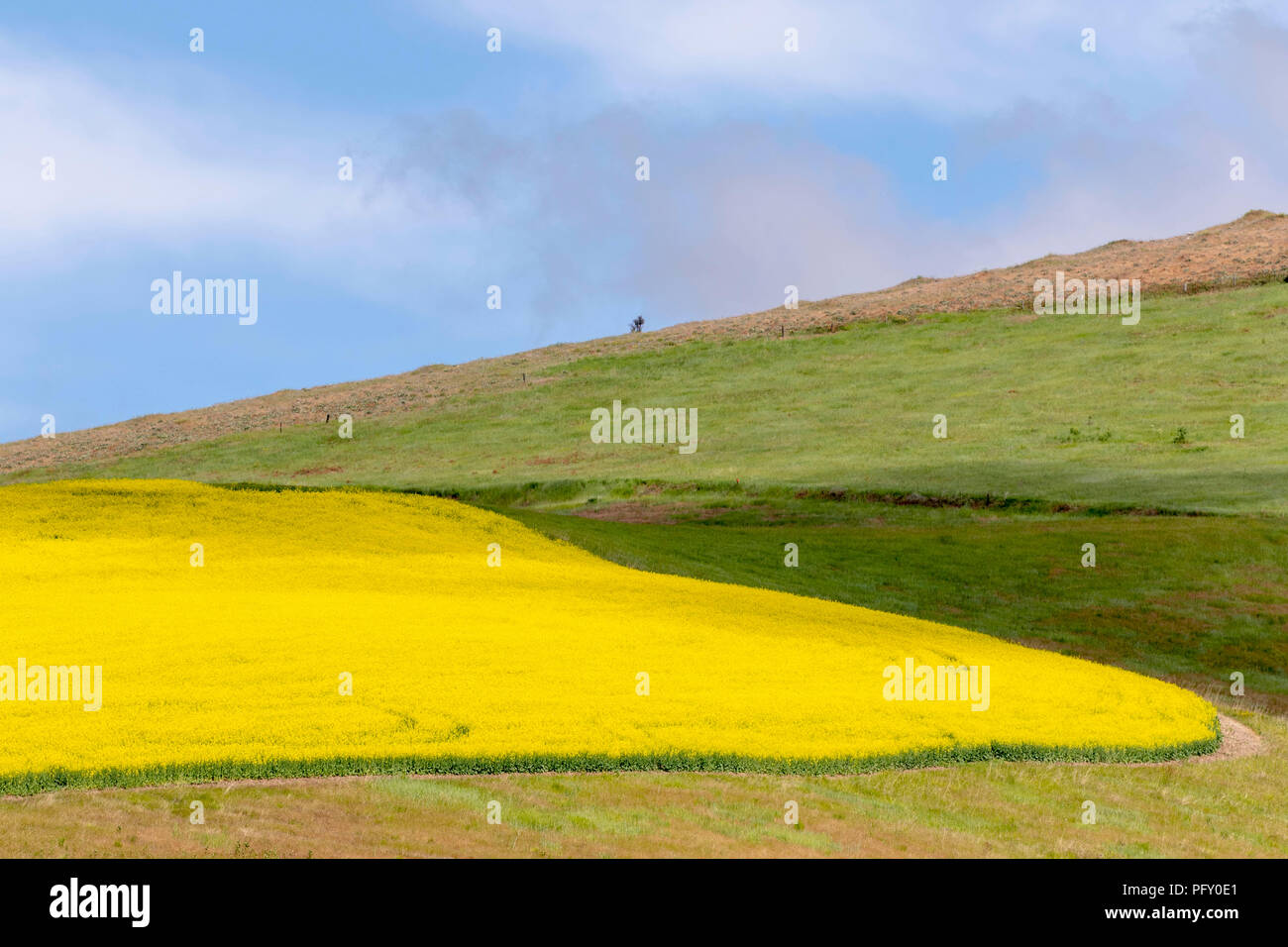 Canola field on a hill in Pullman Washington Stock Photo - Alamy