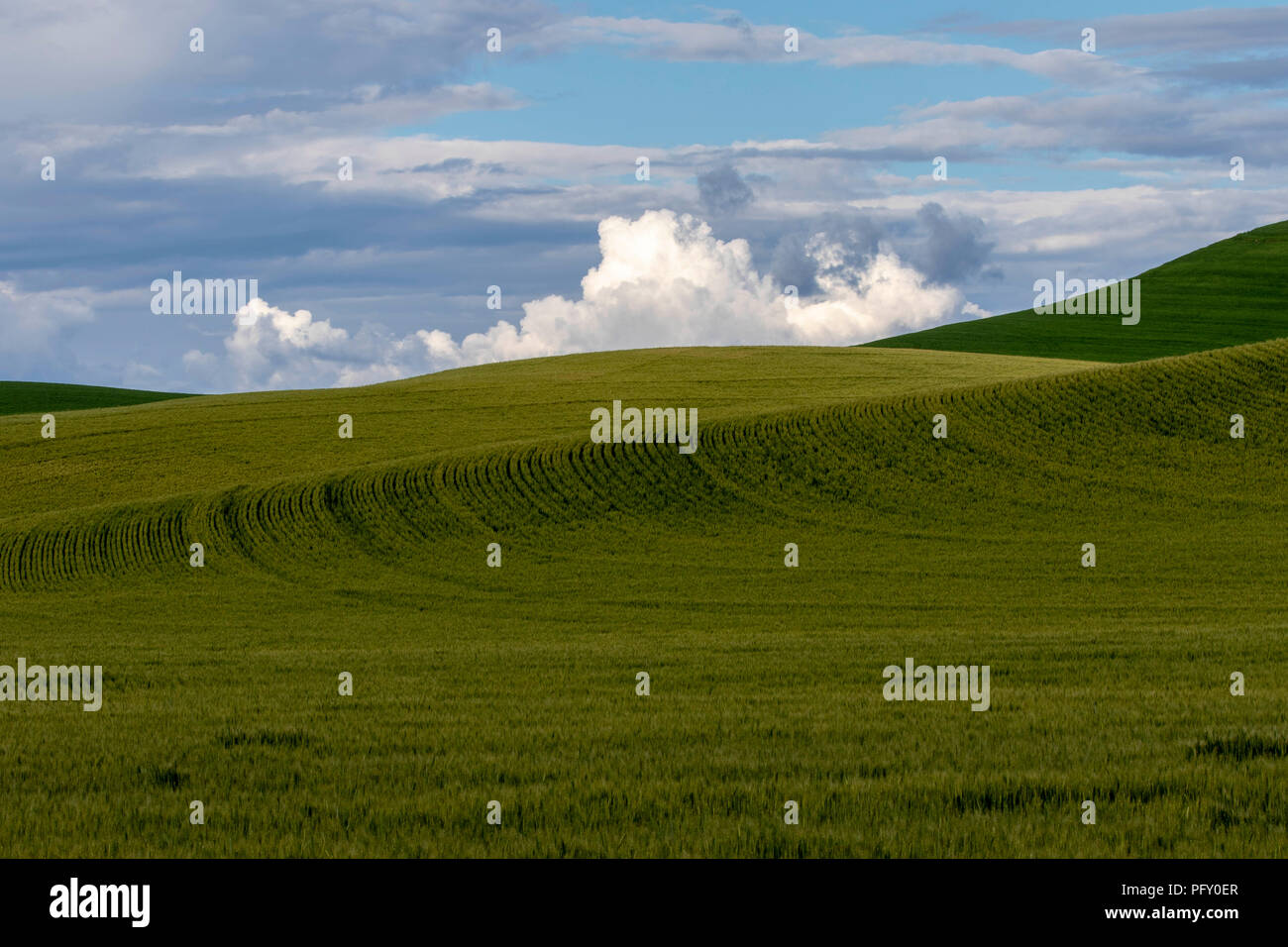 Rolling hills and farmland in the Palouse region of Washington near ...