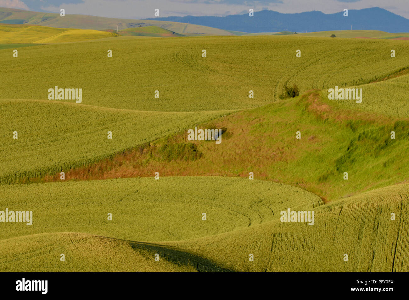 Rolling hills and farmland in the Palouse region of Washington near ...