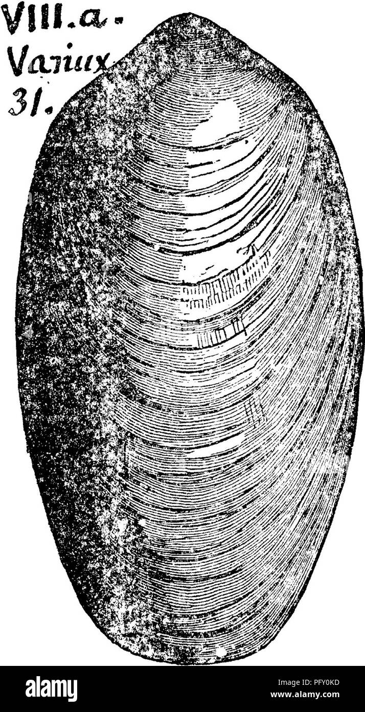 This dictionary catalogs the fossils found in Pennsylvania and ...