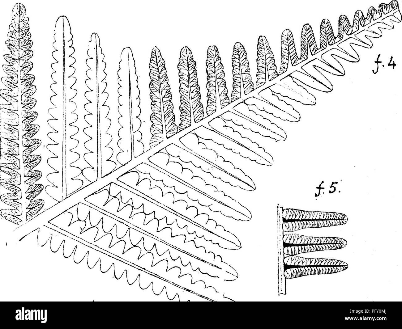 This dictionary provides a comprehensive listing of fossil species from ...