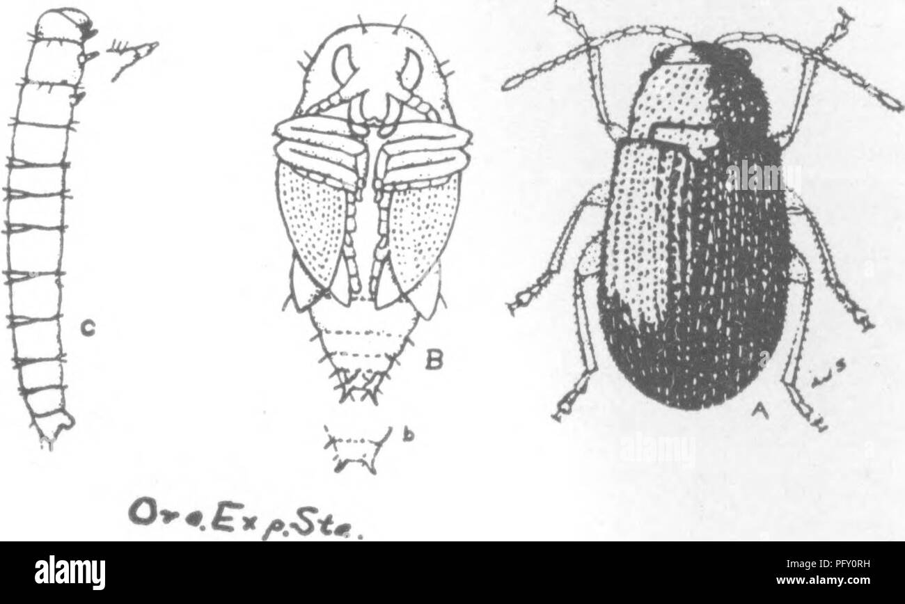 Globular root hi-res stock photography and images - Alamy